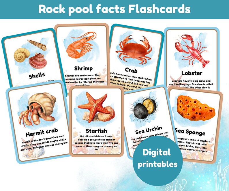 Rock Pool Facts Flashcards | a Set of 14 Cards | Montessori | Summer ...