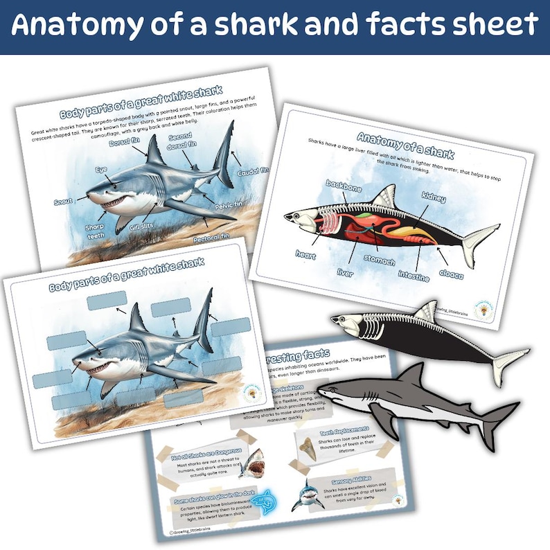 All About Sharks Learning Pack | Anatomy | Teeth Identification ...