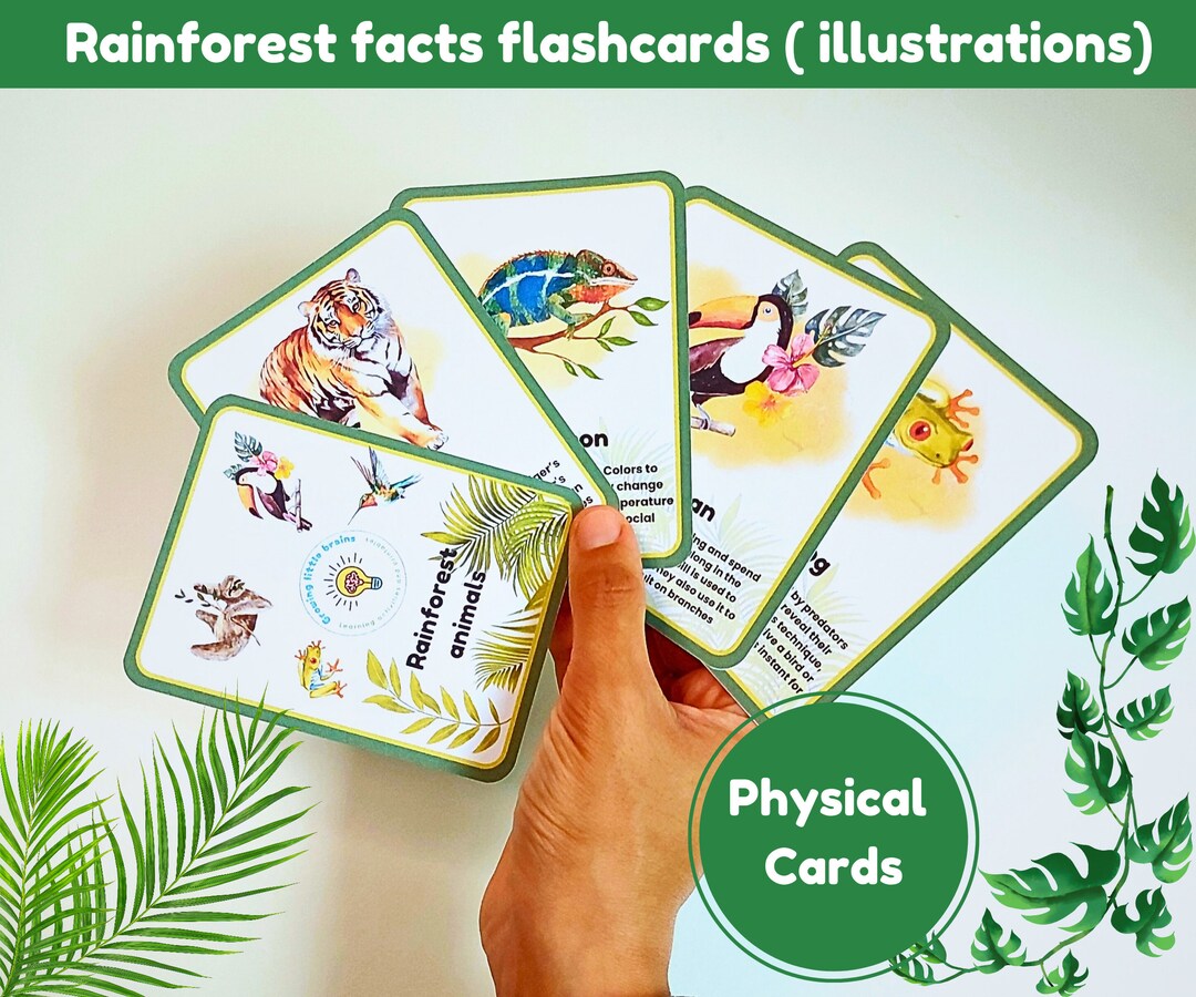 Rainforest Facts Flashcards | Jungle Animals Flashcards | Beautiful ...
