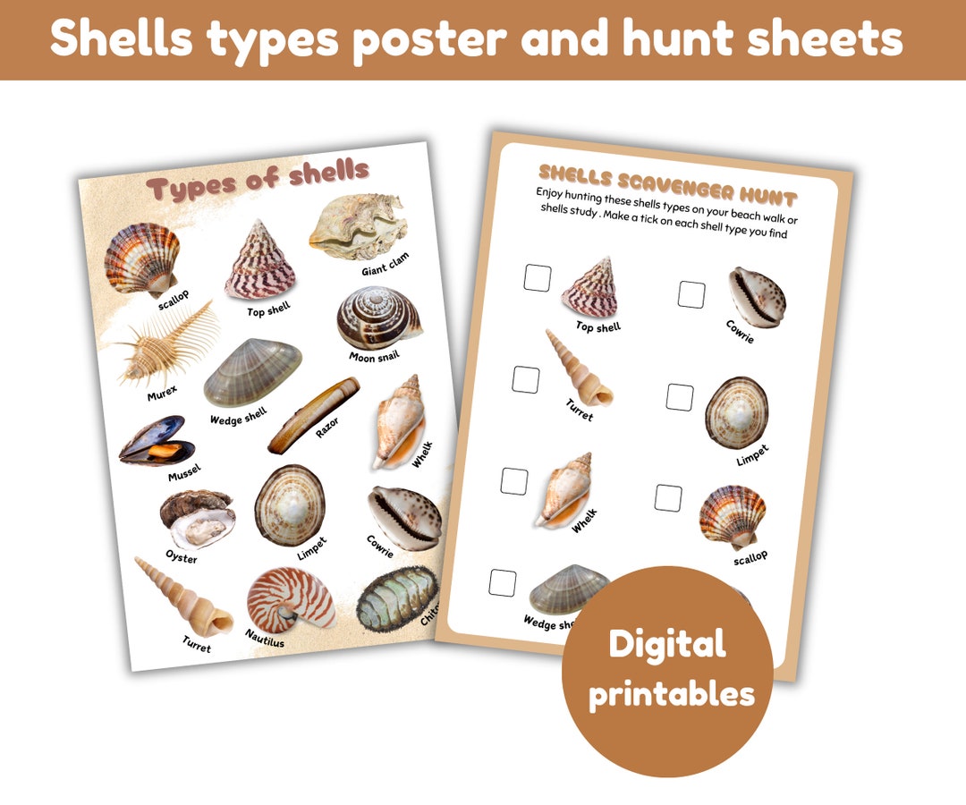 Shells Types Poster and Scavenger Hunt Sheet Amazing for Classroom and ...
