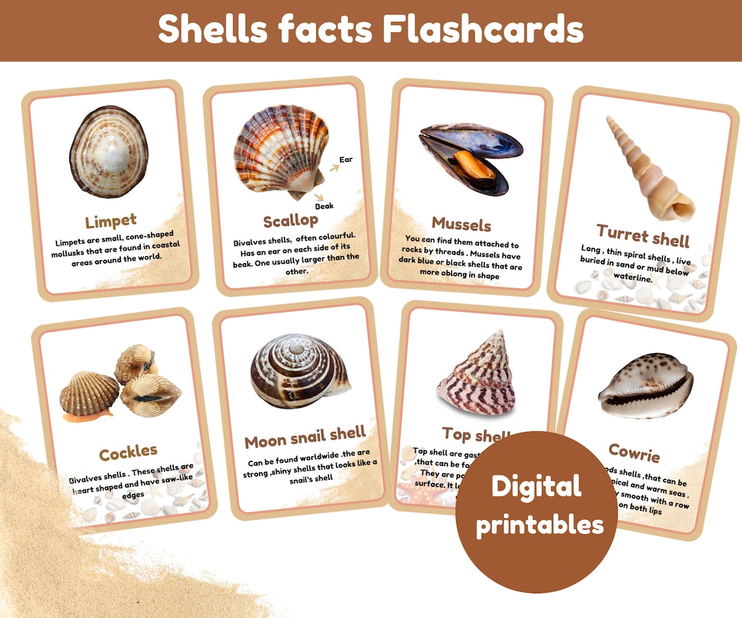 Shells Facts Flashcards | a Set of 16 Flash Cards | Montessori Flash ...