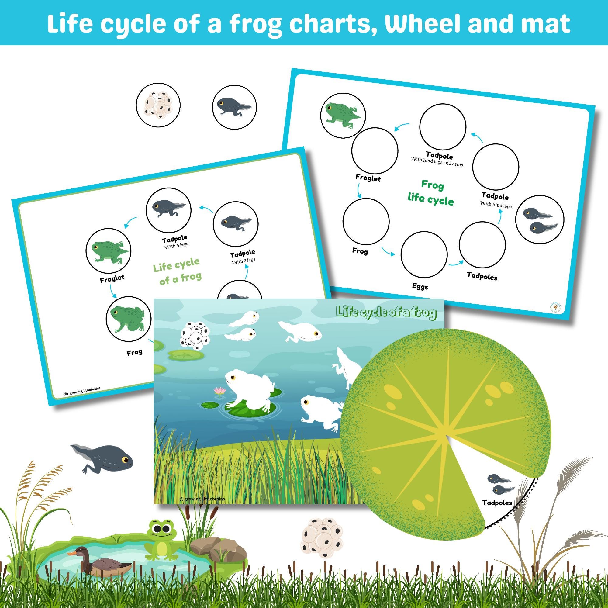 Frog Lifecycle Bundle | Frog Lifecycle Flashcards and Chart ...
