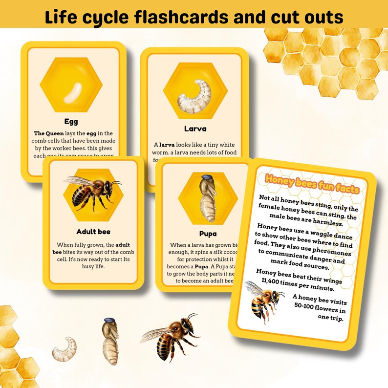Life Cycle of a Honey Bee Learing Pack | Charts, Wheel and Flash Cards ...