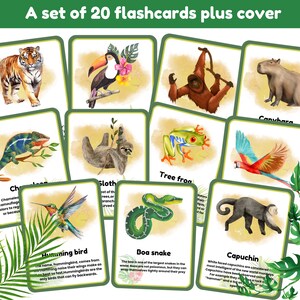 Rainforest Facts Flashcards Jungle Animals Flashcards With Beautiful ...