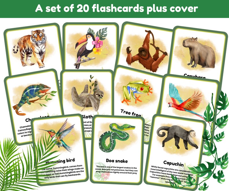 Rainforest Facts Flashcards Jungle Animals Flashcards With Beautiful ...
