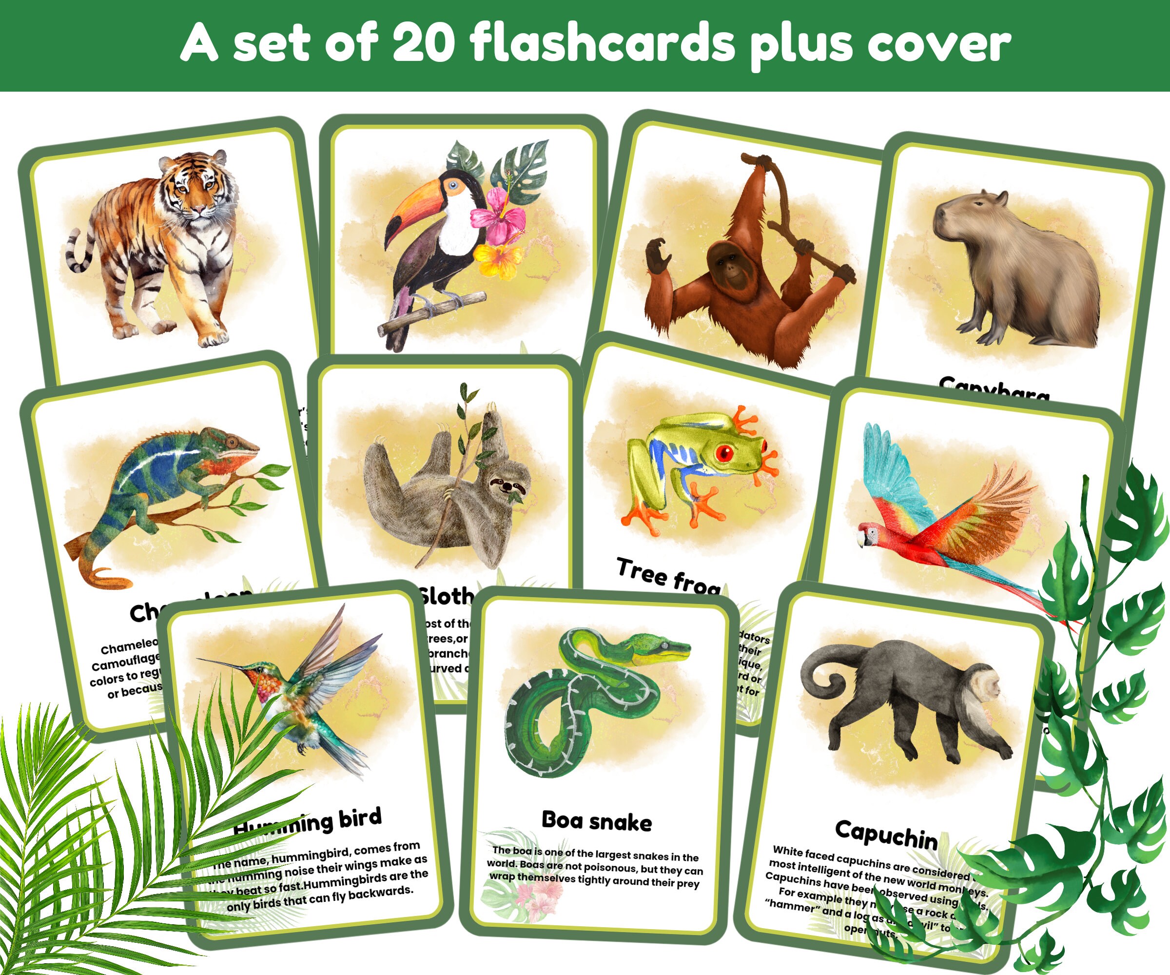 Rainforest Facts Flashcards Jungle Animals Flashcards With Beautiful ...