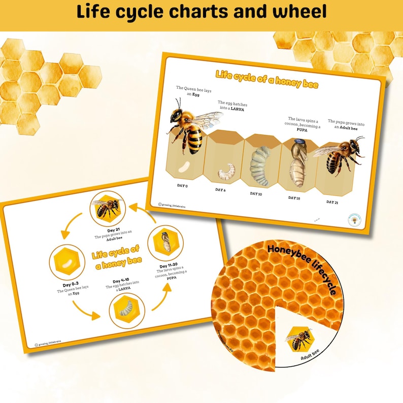 Life Cycle of a Honey Bee Learing Pack | Charts, Wheel and Flash Cards ...