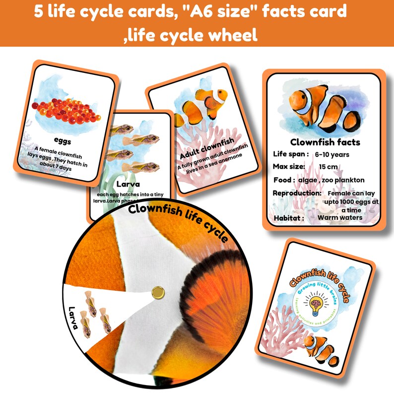 Clownfish Life Cycle Clownfish Flashcards and Wheel Digital Printables ...