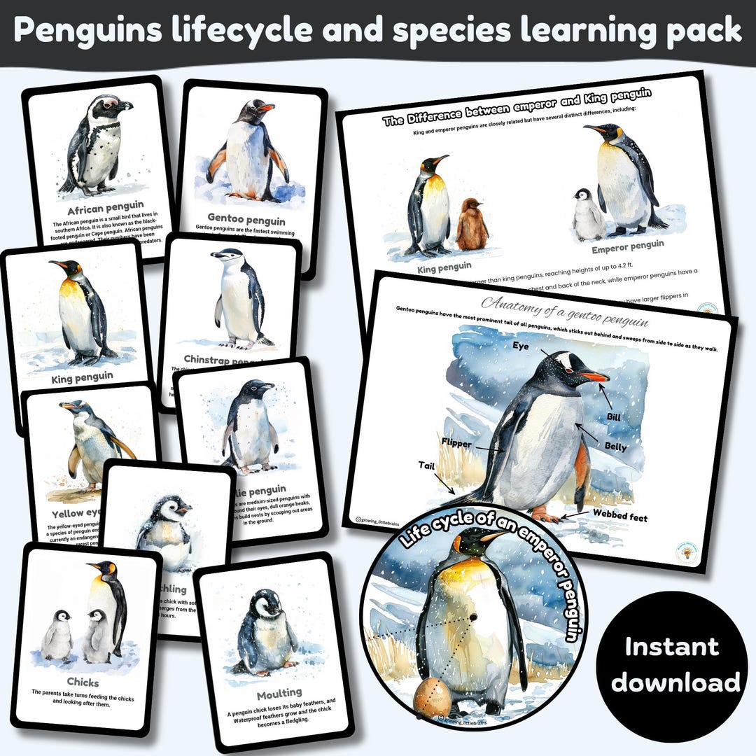 Life Cycle of a Penguin and Penguin Species Learning Pack | Anatomy of ...