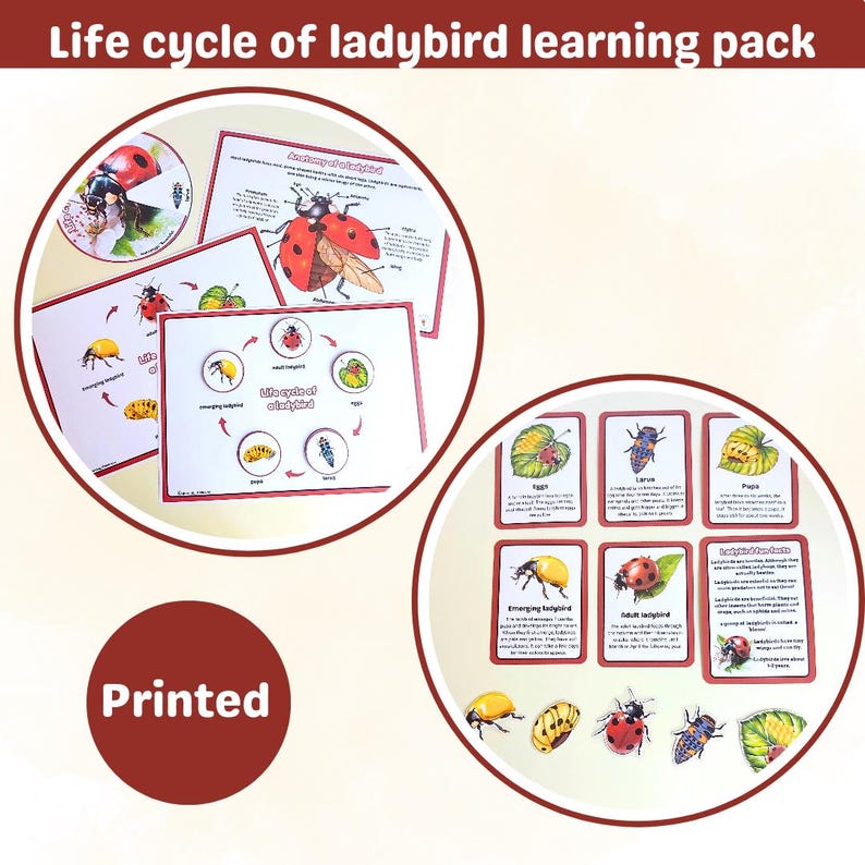 Life Cycle of a Ladybird Learning Pack | Flashcards | Lifecycle Wheel ...