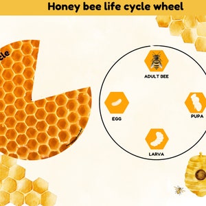 Honey Bee Lifecycle Bundle Honey Bee Life Cycle Chart and Flash Cards ...