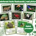 Rainforest Facts Flashcards | a Set of 20 Flashcards | Jungle Animals ...