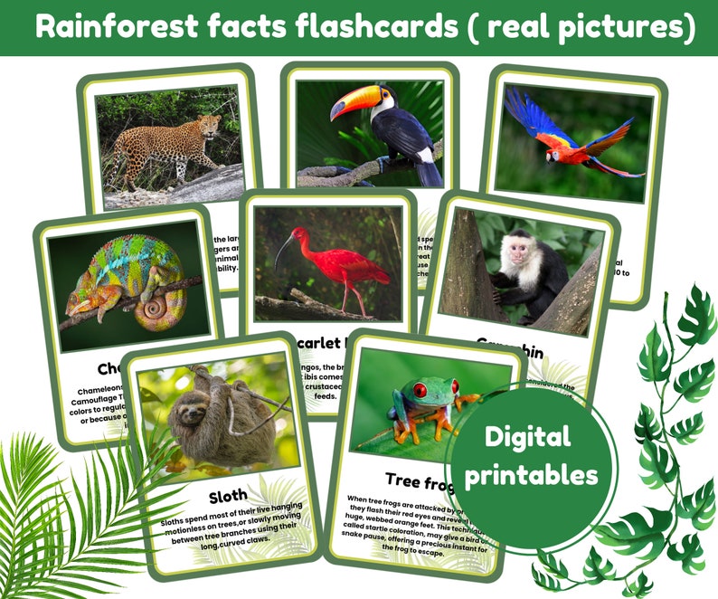 Rainforest Facts Flashcards | a Set of 20 Flashcards | Jungle Animals ...