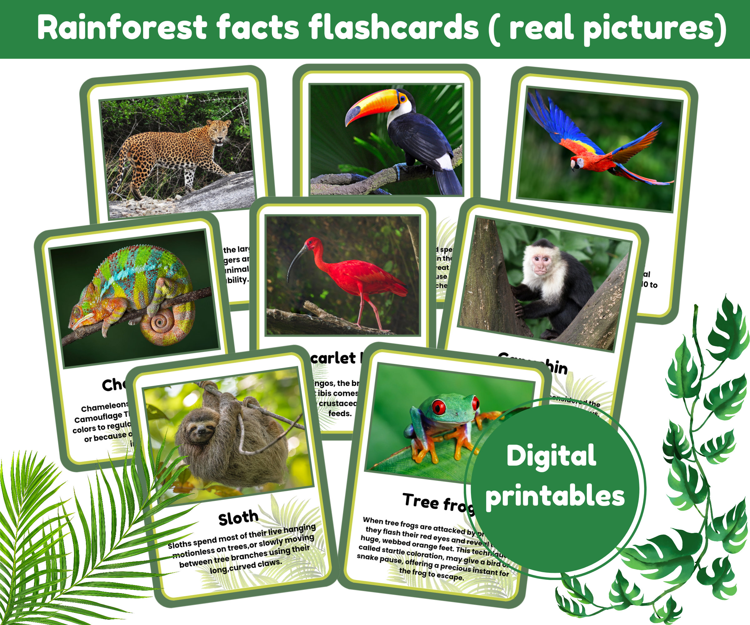 Rainforest Facts Flashcards | a Set of 20 Flashcards | Jungle Animals ...