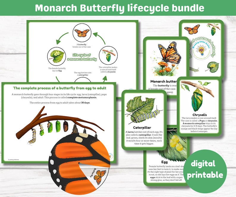 Monarch Butterfly Lifecycle | Butterfly Lifecycle Flashcards and Chart ...