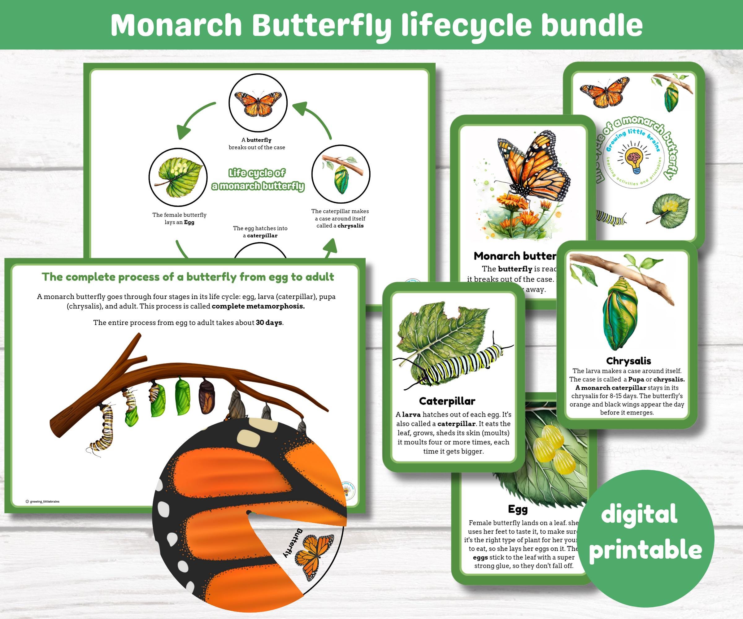 Monarch Butterfly Lifecycle | Butterfly Lifecycle Flashcards and Chart ...