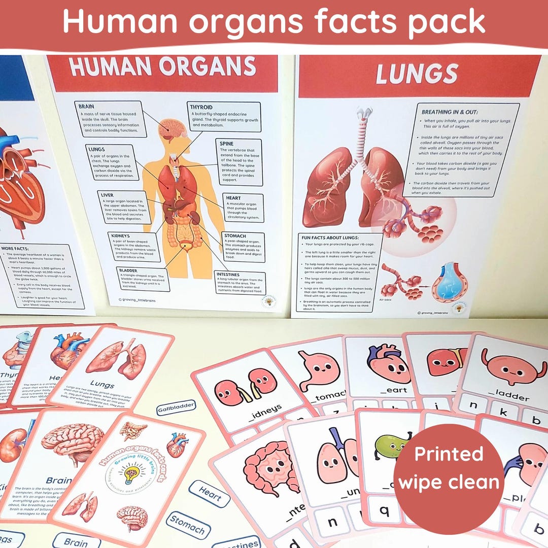 Human Organs Facts Learning Pack, Flashcards, Activity Sheets, Wipe ...