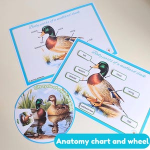 Life Cycle of a Mallard Duck Learning Pack | Flashcards | Lifecycle ...