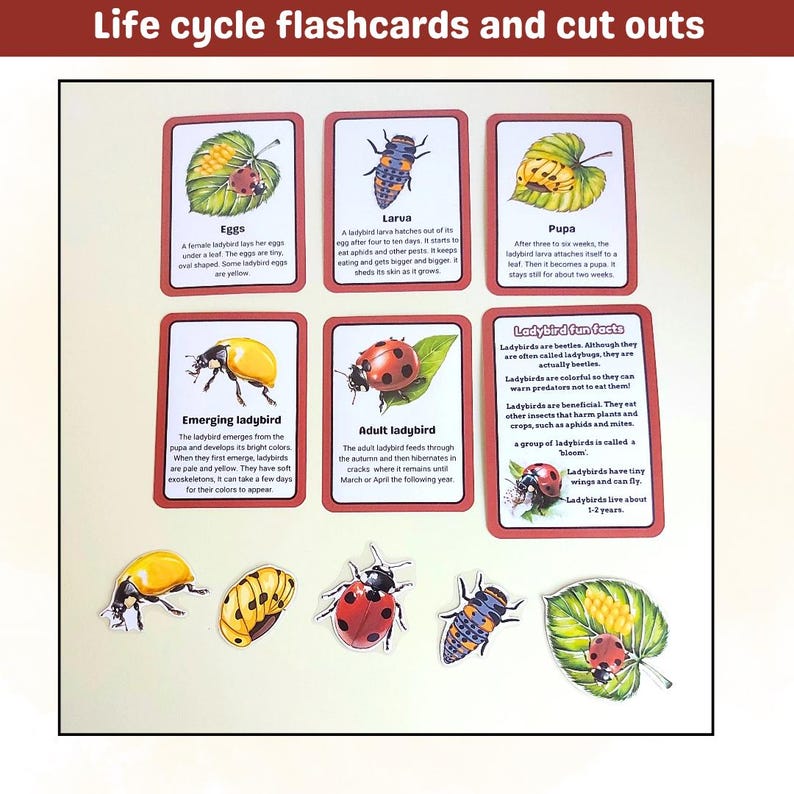 Life Cycle of a Ladybird Learning Pack | Flashcards | Lifecycle Wheel ...