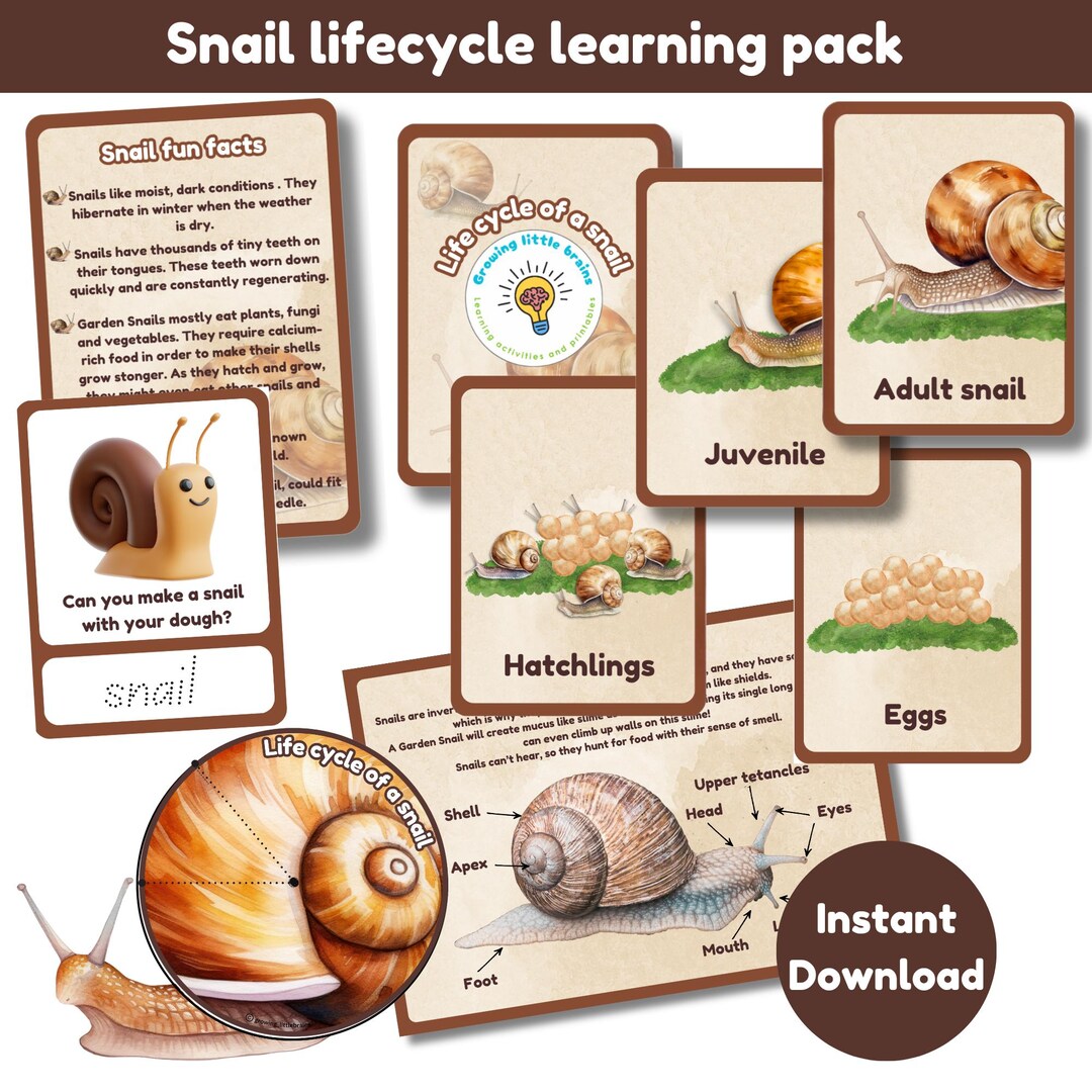 Snail Lifecycle Learning Pack | Flashcards | Lifecycle Wheel | Anatomy ...