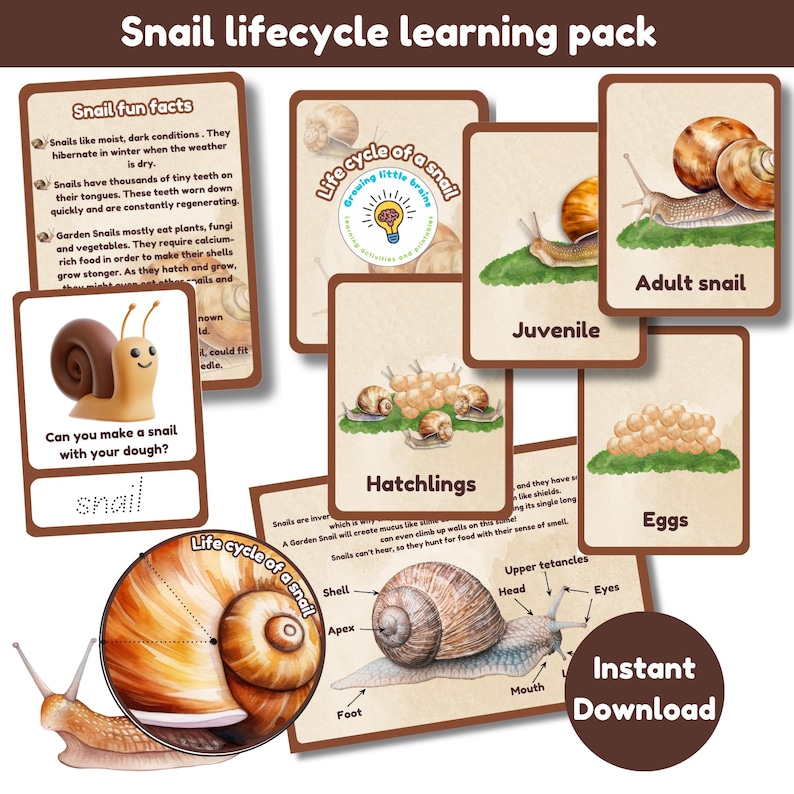 Snail Lifecycle Learning Pack | Flashcards | Lifecycle Wheel | Anatomy ...