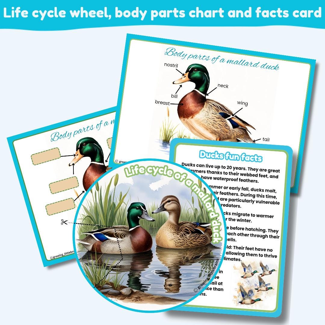 Life Cycle of a Mallard Duck Learing Pack | Wheel and Flashcards | Duck ...