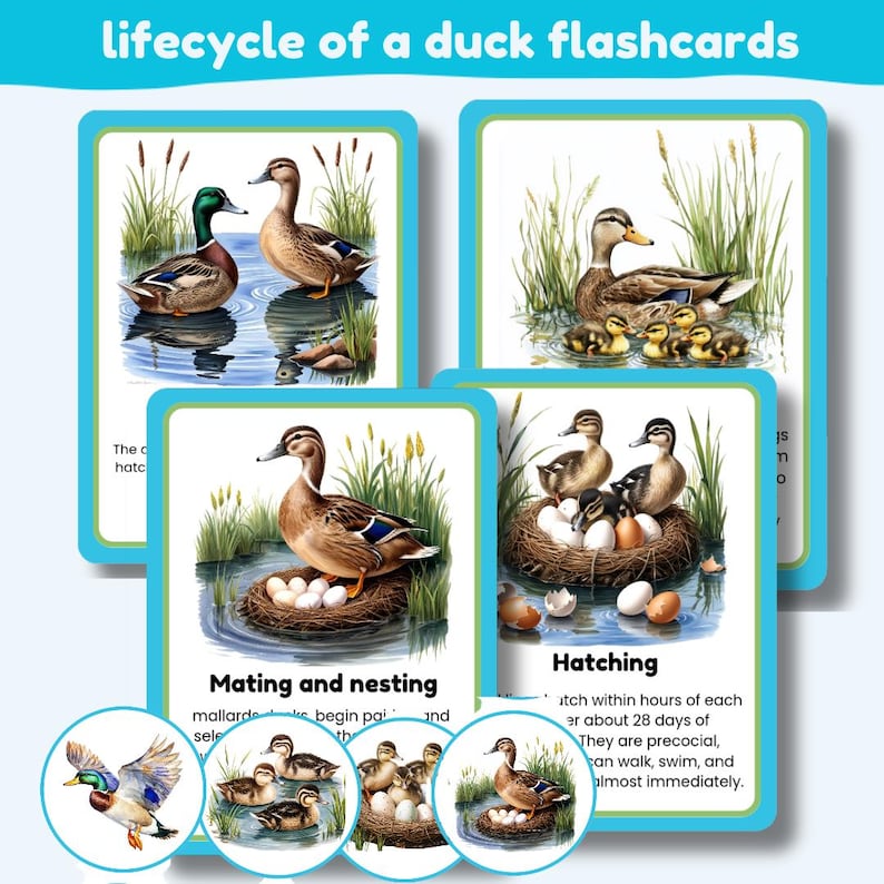 Life Cycle of a Mallard Duck Learing Pack | Wheel and Flashcards | Duck ...