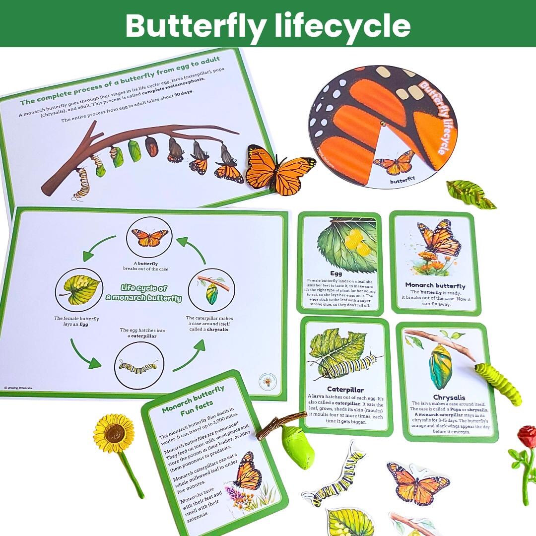 Life Cycle of a Butterfly Learning Pack | Flashcards | Lifecycle Wheel ...