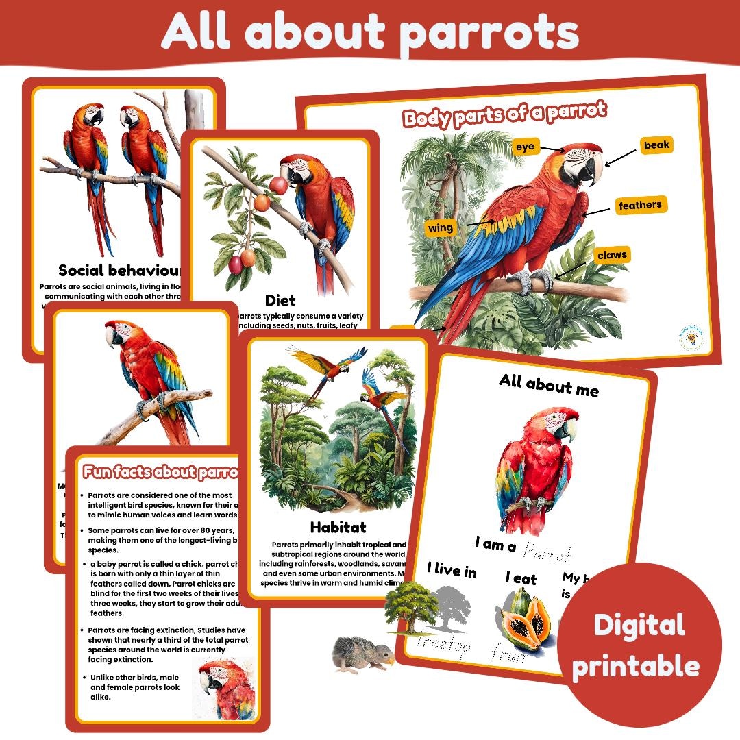 All About Parrots Learning Pack | Parrot | Rainforest | Jungle Animals ...