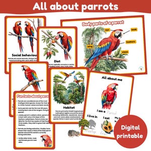 All About Parrots Learning Pack | Parrot | Rainforest | Jungle Animals ...