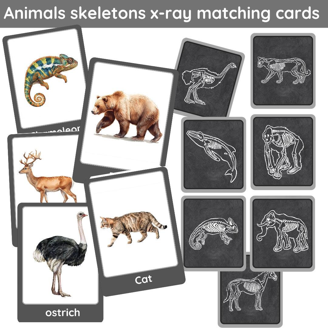 Animals Skeletons X-ray Matching Flash Cards | a Set of 24 Cards to ...
