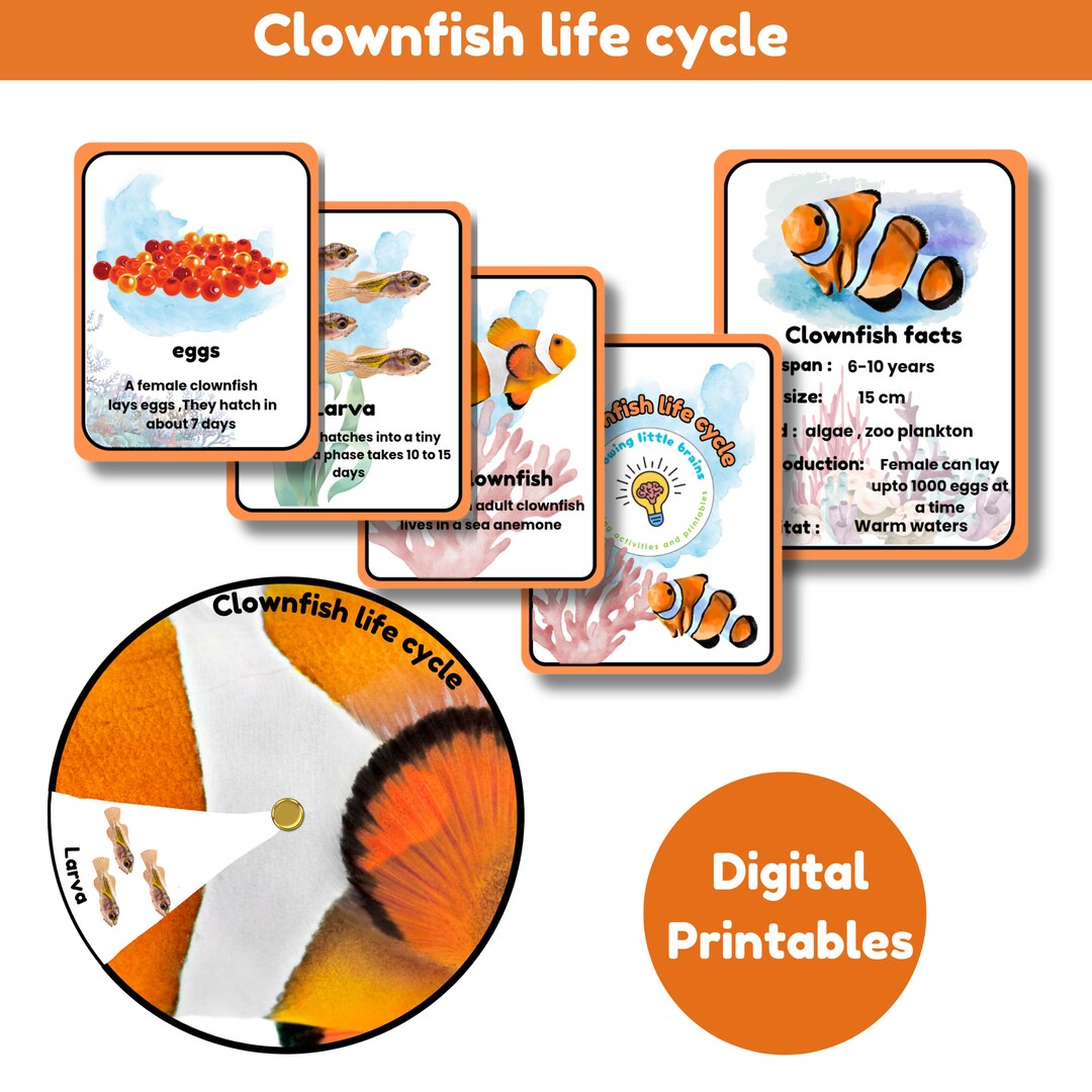Clownfish Life Cycle Clownfish Flashcards and Wheel Digital Printables ...