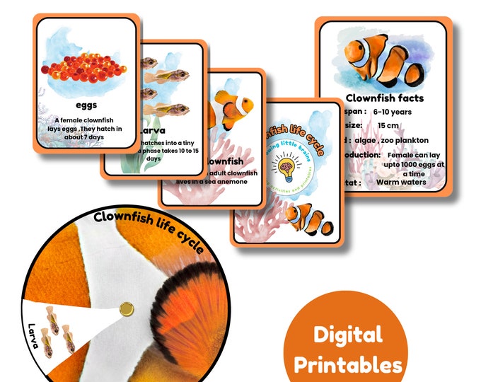 Foldable Clownfish Life Cycle Learning Activity for Kids A4 and 11x8.5 ...