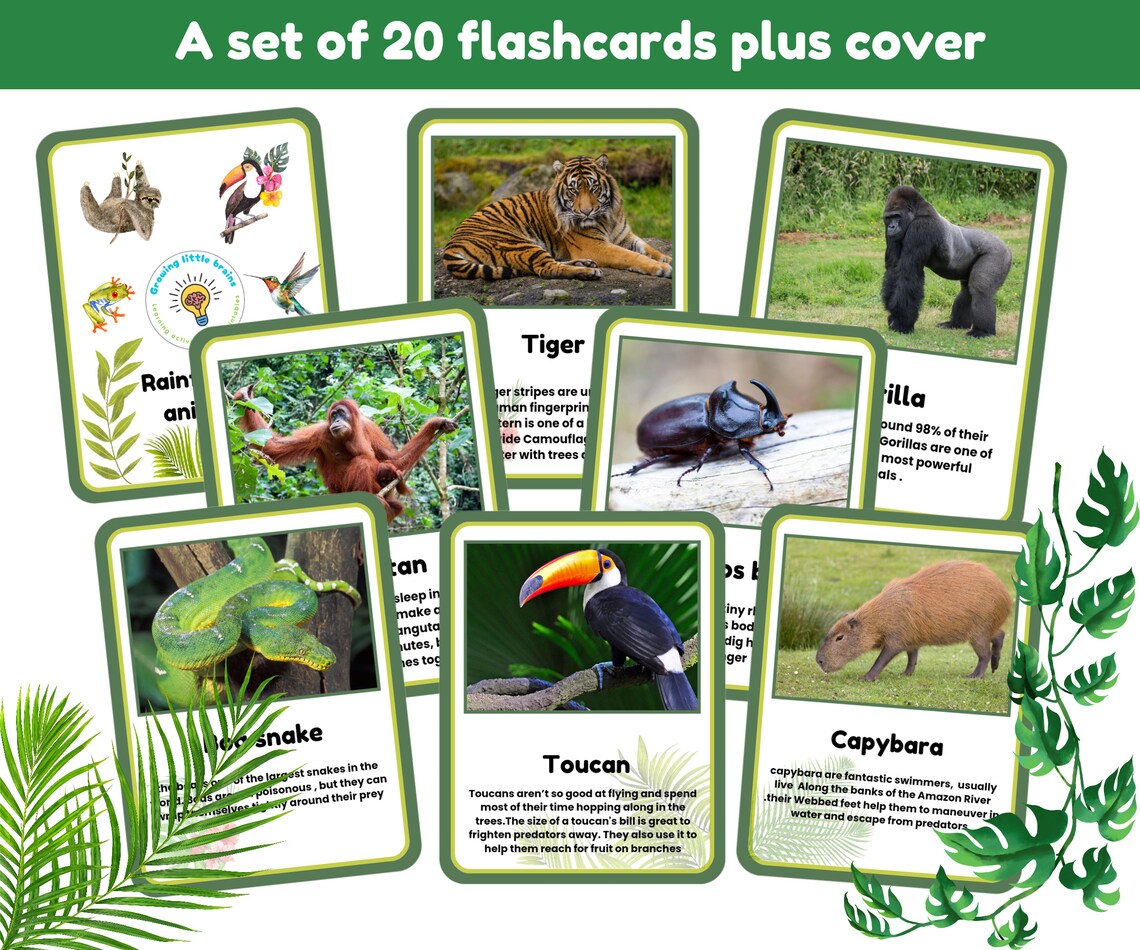 Rainforest Facts Flashcards | a Set of 20 Flashcards | Jungle Animals ...
