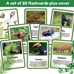 Rainforest Facts Flashcards | a Set of 20 Flashcards | Jungle Animals ...