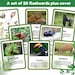 Rainforest Facts Flashcards | a Set of 20 Flashcards | Jungle Animals ...