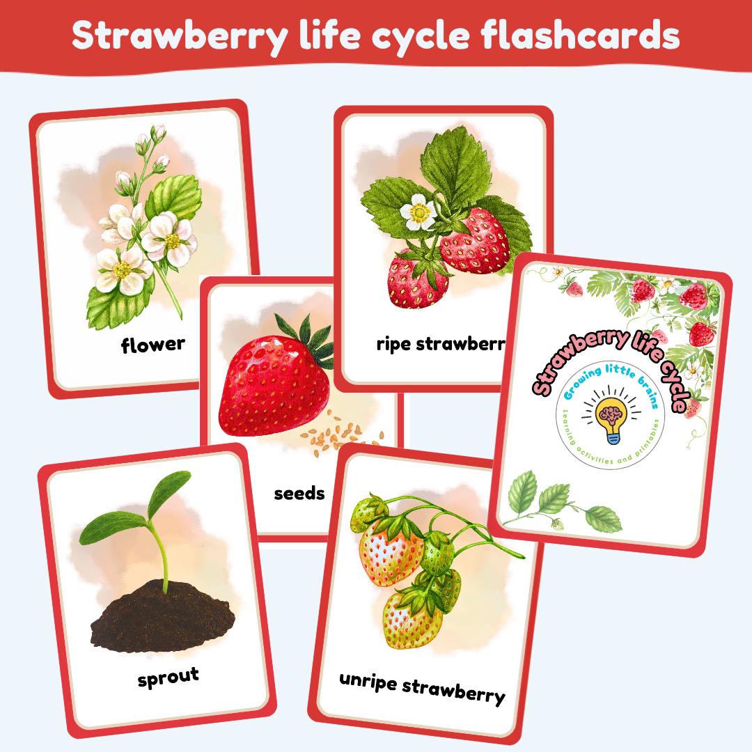 Life Cycle of a Strawberry Learing Pack | Wheel and Flashcards ...