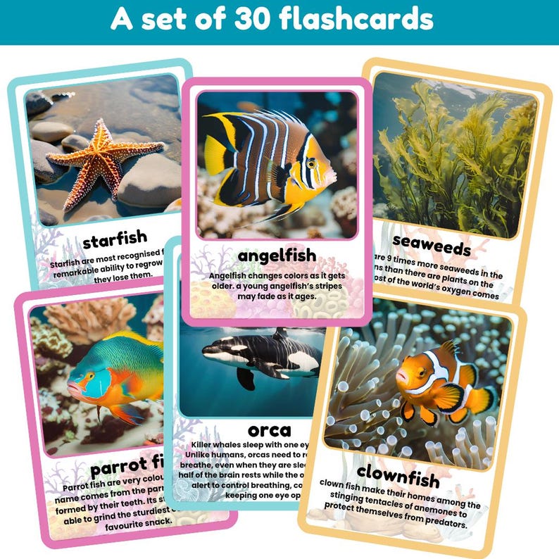 Ocean Animals Facts Flashcards | 30 Flashcards | Sealife Flashcards ...