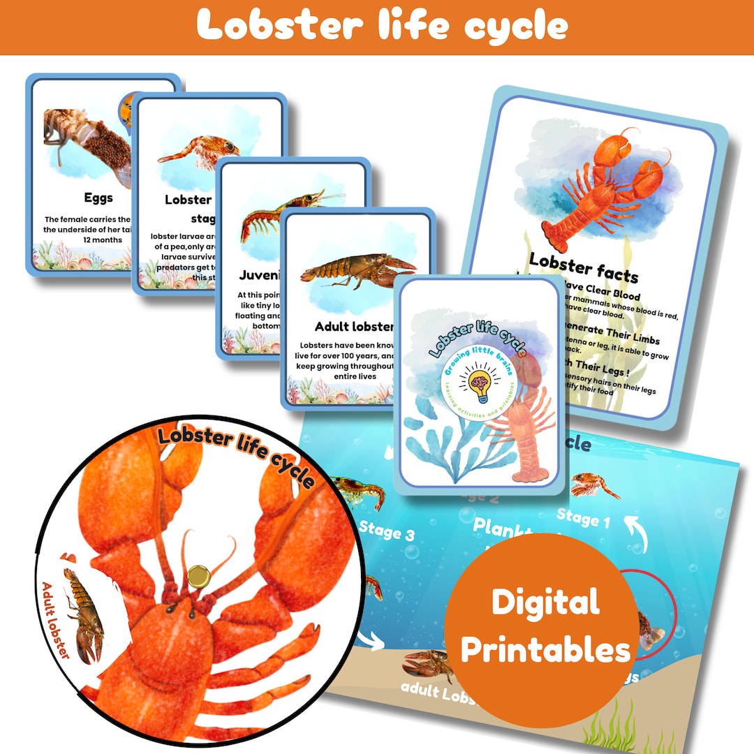 Lobster Life Cycle Bundle | Lobster | Lifecycle | Flashcards, Wheel and ...
