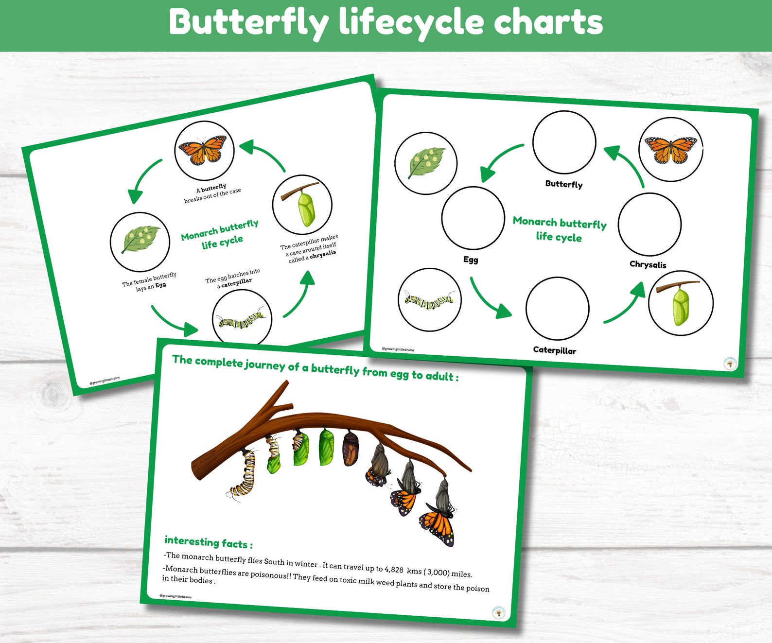 Monarch Butterfly Lifecycle Butterfly Lifecycle Flashcards and Chart ...