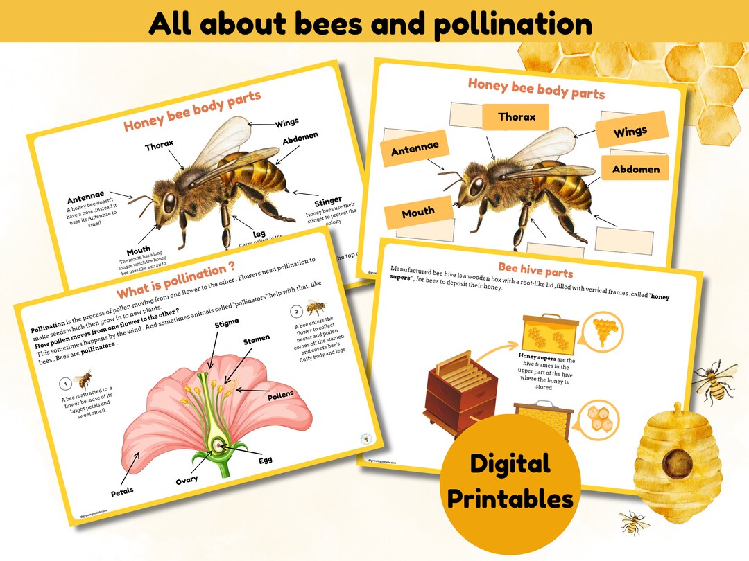 All About Bees and Pollination Flower Parts Honey Bees Anatomy Bee Hive ...