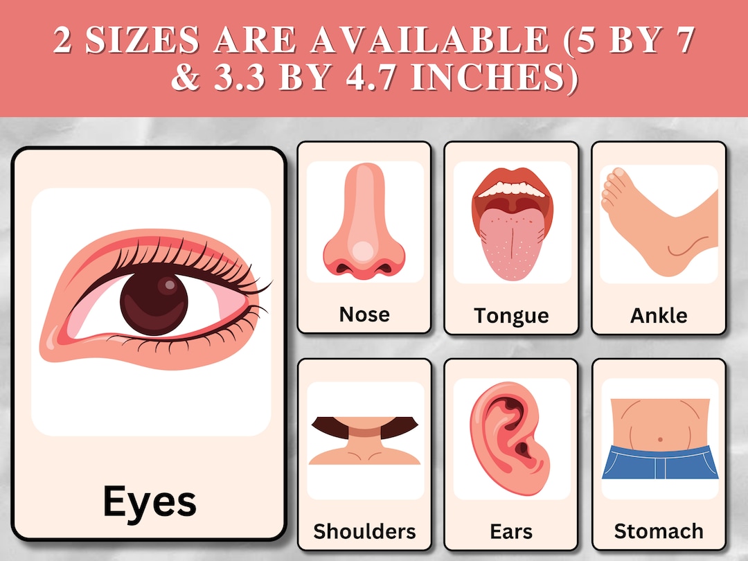 Body Parts Flashcards for Kids, Montessori Cards, Easy Science Activity ...
