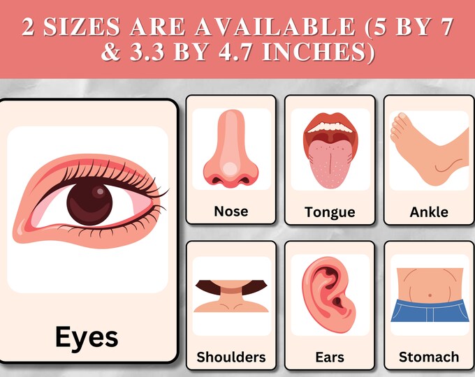 Parts of the Body Flash Cards Instant Download Kids Learning Human ...