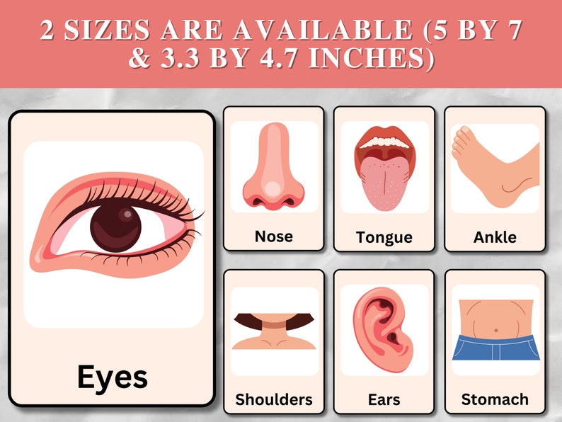 Body Parts Flashcards for Kids, Montessori Cards, Easy Science Activity ...