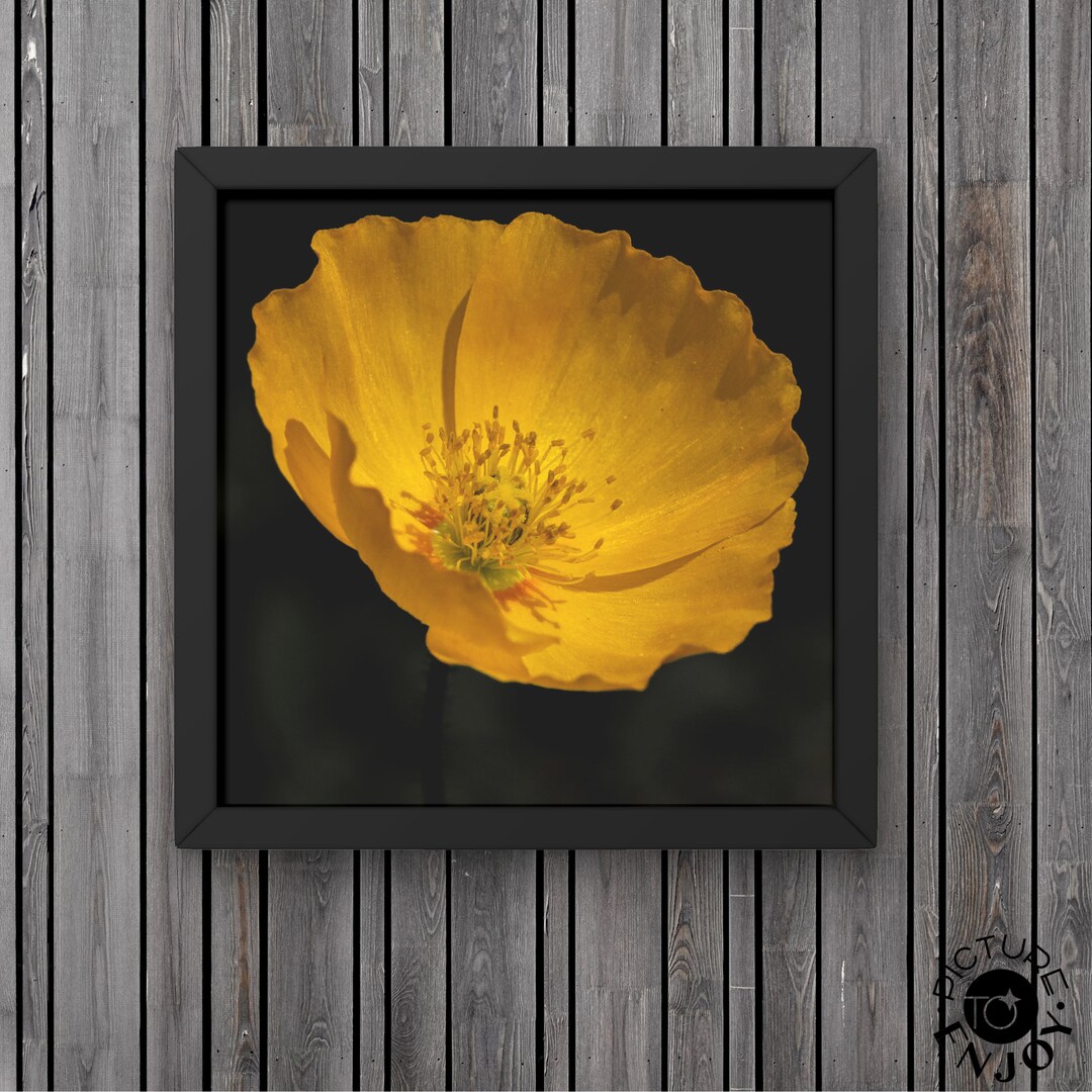 Yellow Poppy Print on Black Background, Poppy Wall Art, Vibrant Wall ...