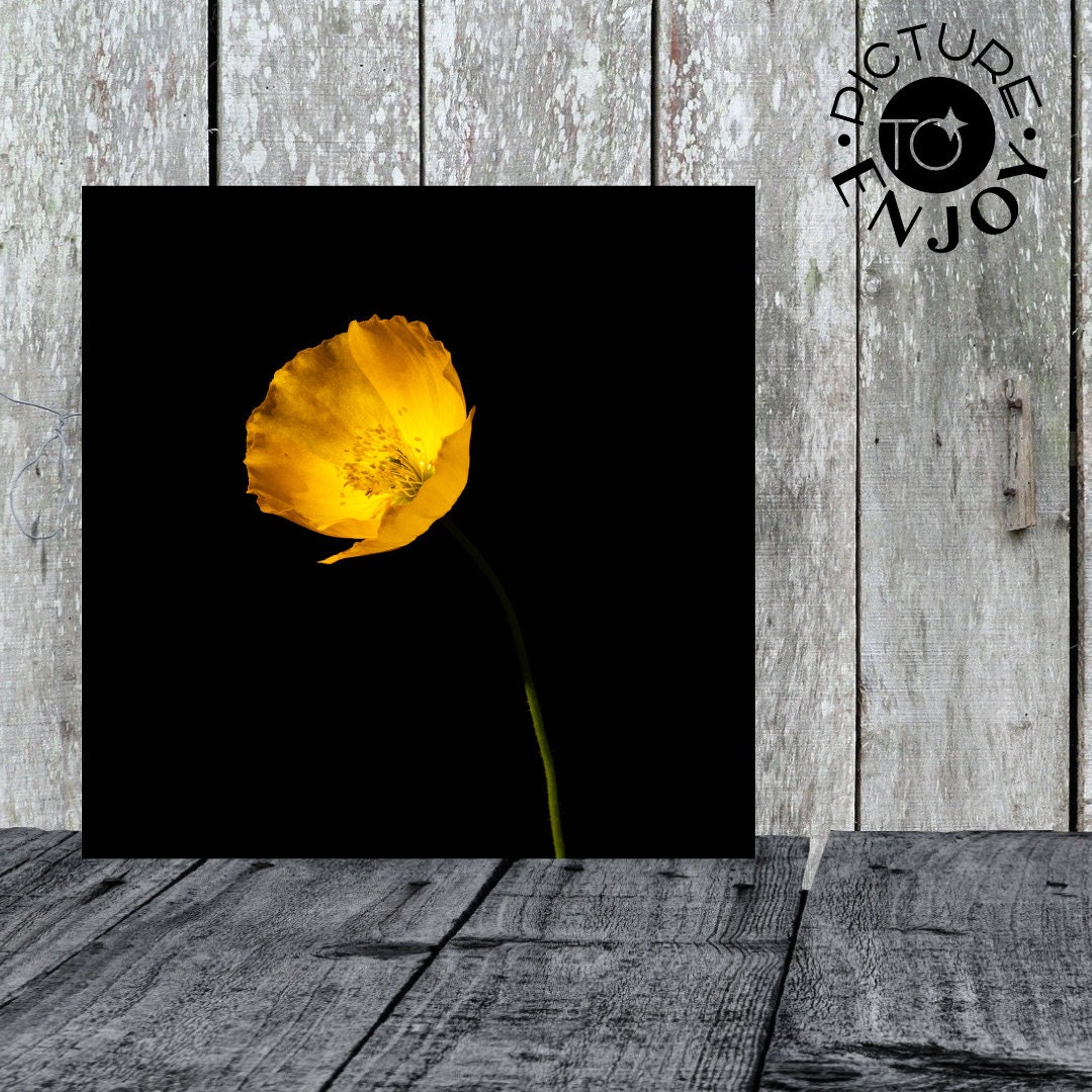 Yellow Poppy Print on Black Background, Wall Art, Poppy Picture ...