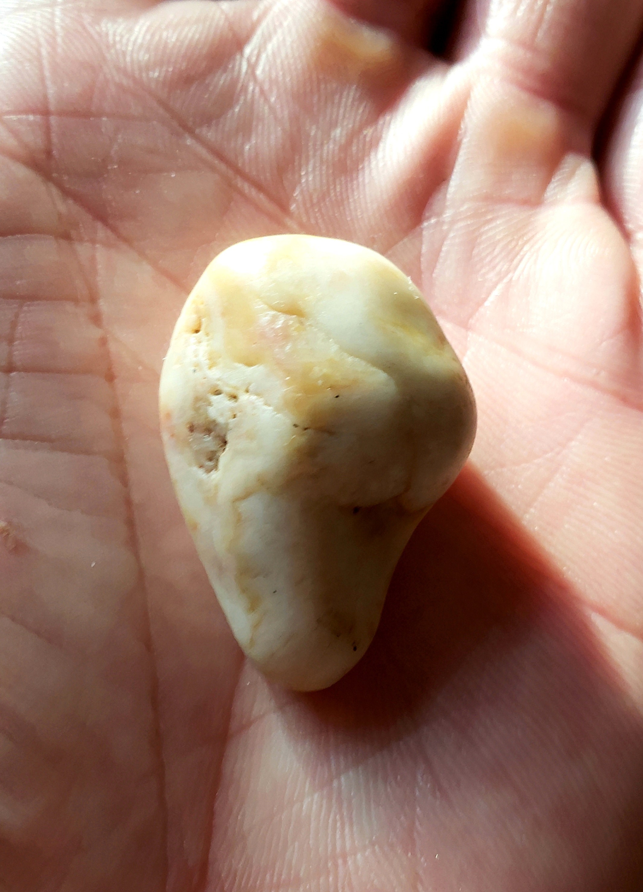 Opal Prehistoric Tooth Fossil (beast Unknown) - Etsy