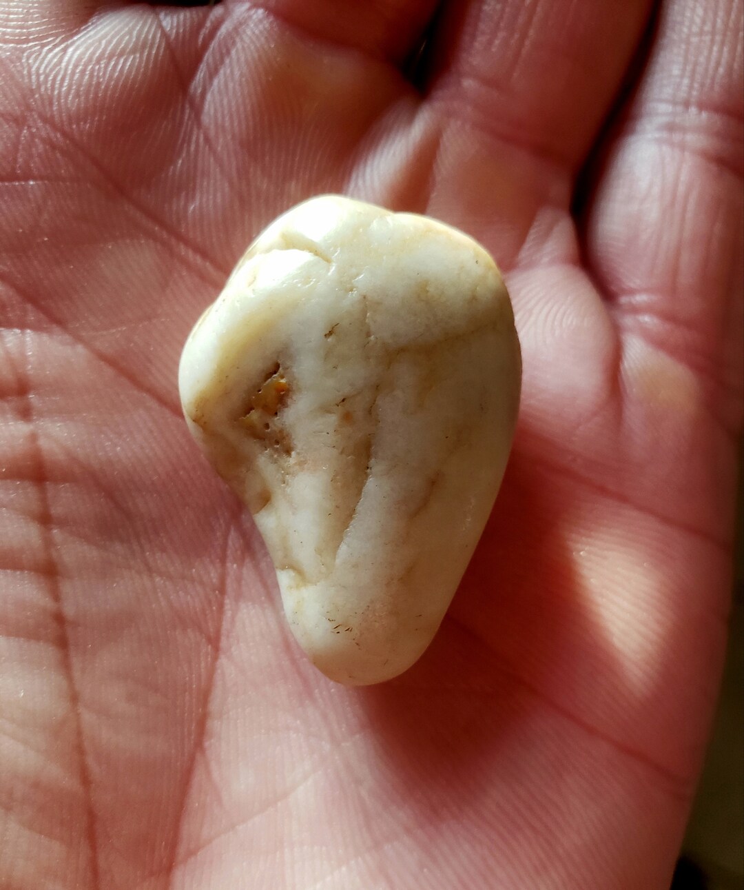 Opal Prehistoric Tooth Fossil (beast Unknown) - Etsy