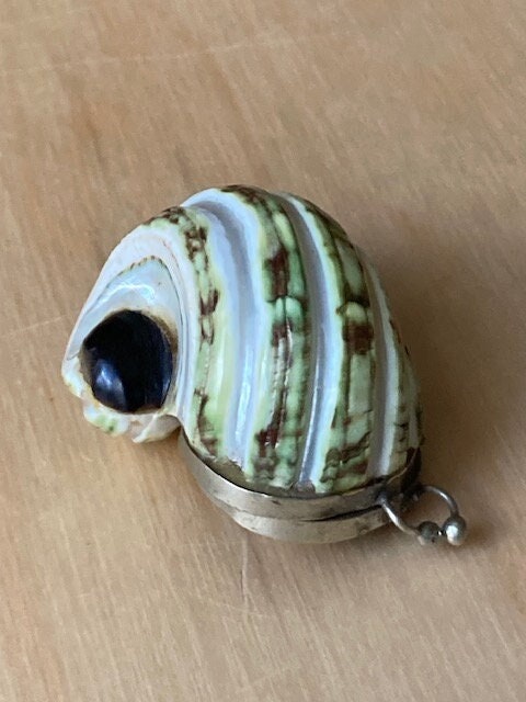 Small Old Sea Snail Pill Box - Etsy Ireland