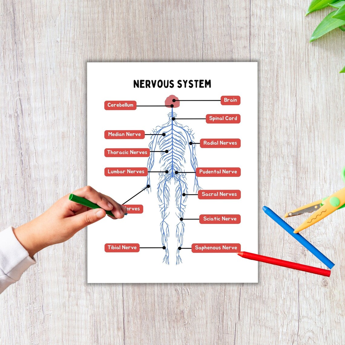 Nervous System, Homeschool Printable, Educational Poster, Printable ...